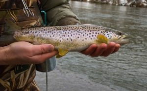 Best time to fish for trout in winter (Complete Guide)