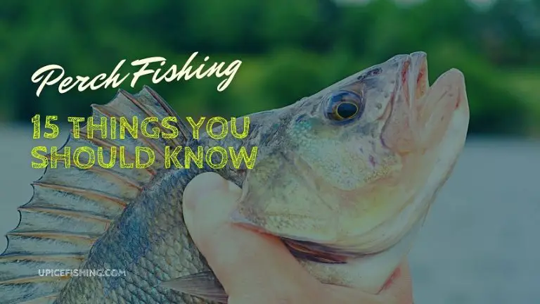 Perch Fishing: 15 Things You Should Know Before Start