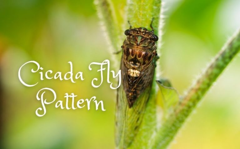 Cicada Fly Fishign Pattern That Fish Won’t Resist (Solved)