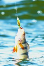 23 Things about Jig Fishing - Every Angler (Should Know)