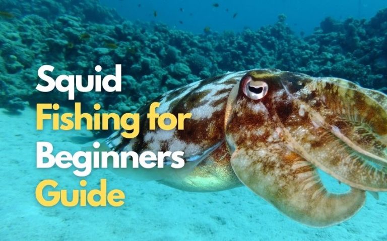Squid fishing: 18 Crucial Things every squid angler (Should Know)