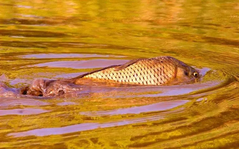 Can you fish for Carp when they are Spawning! (Explained)