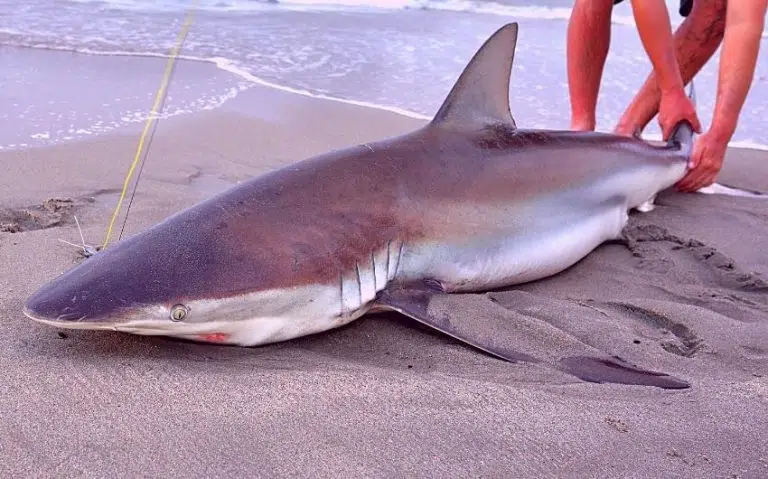 Best time to fish for sharks from shore! (Ultimate Guide)