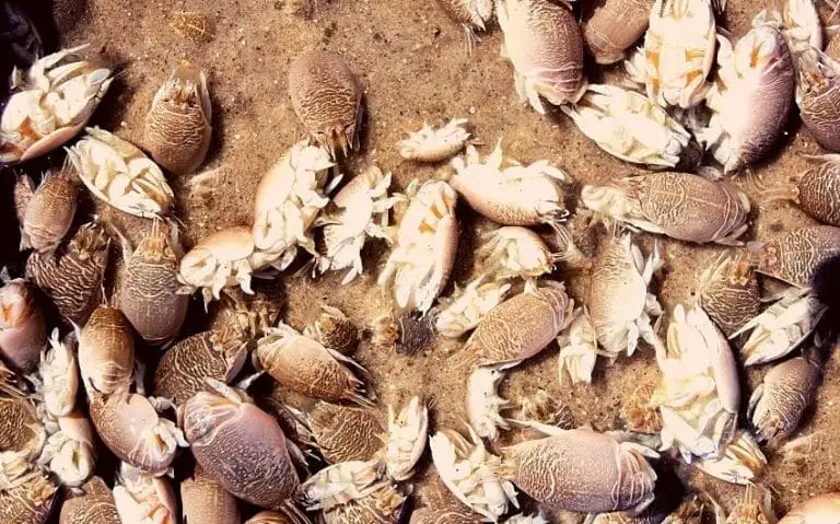 Fishing with Sand Fleas - A Complete sand flees (Guide)