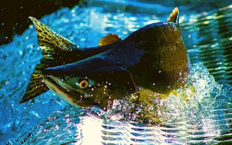 Best Time to Salmon Fish in Alaska (15 Things Should Know)
