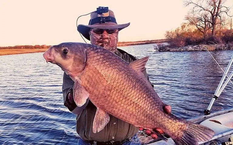 Buffalo Fish vs Carp - The Only Guide You'll Ever Need