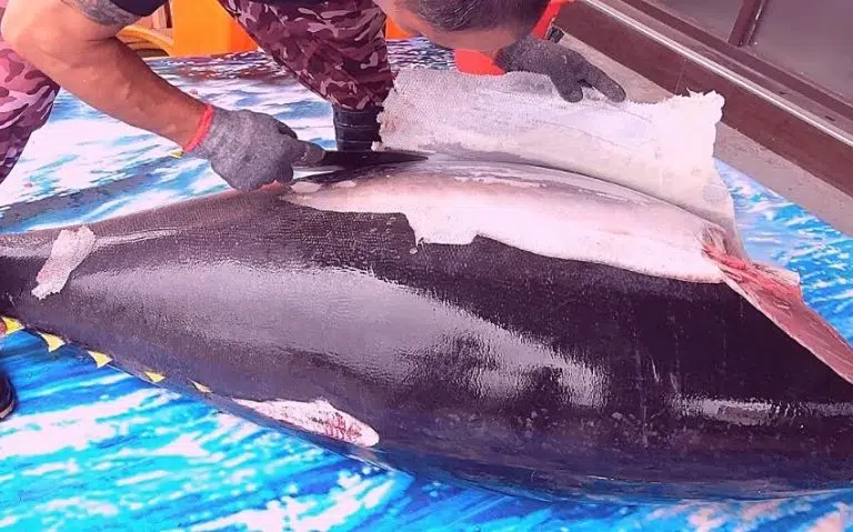 Does a Tuna Have Scales and Fins? - The Shocking (Facts)