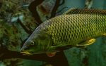 When Do Carp Spawn! - the One and Only Carp Spawning Guide