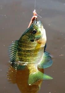 How Big Do Bluegill Have to Be to Keep! (Must-Know Rules!)