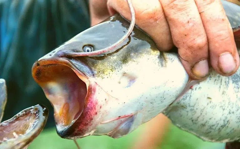 Do Catfish Eat Other Fish in the Tank? (Solved & Explained)