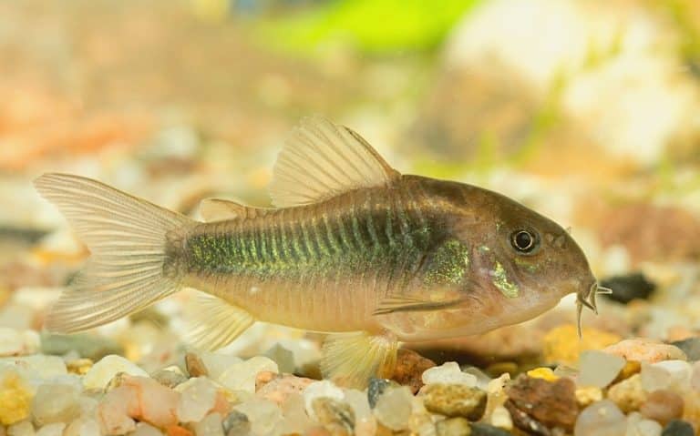What Do Bottom Feeders Eat? (101 Aquarium Care Guide)
