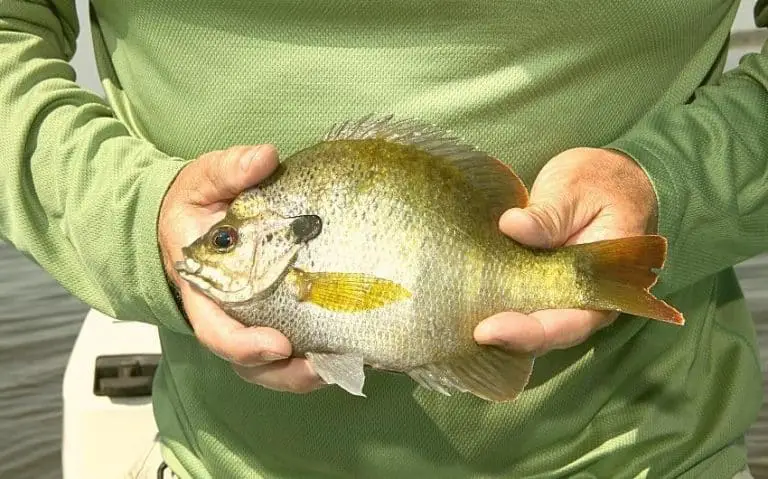 Where Do Bluegill Go in the Winter! (Drop Fly Panfish)