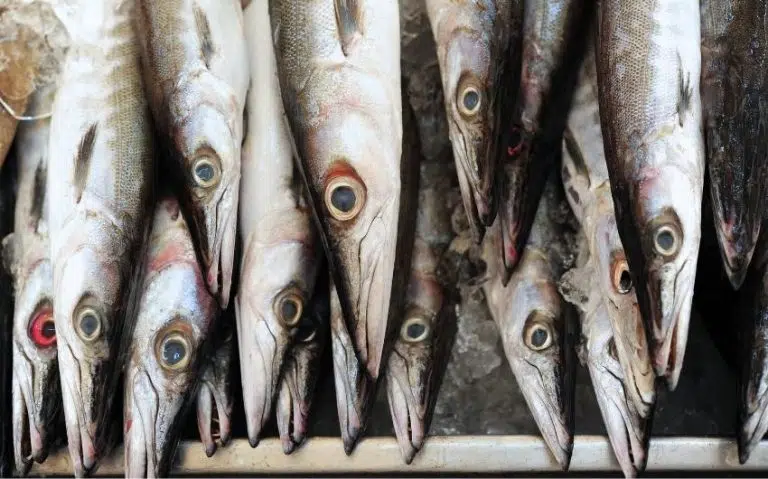 Can You Eat Barracuda Fish? (Is Barracuda Okay To Eat!)