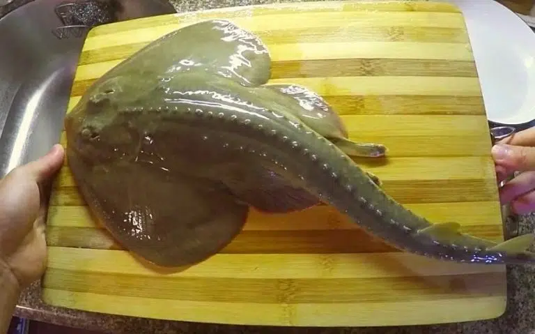Can You Eat a Stingray Fish? - Fillet & Cook (Easy Recipes)