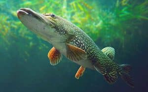 Is Northern Pike Good to Eat? 13 Answers You (Should-Know)