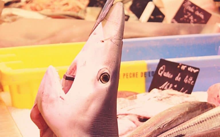 Can You Eat Shark Meat? -19 Quick Answers (Should Know!)