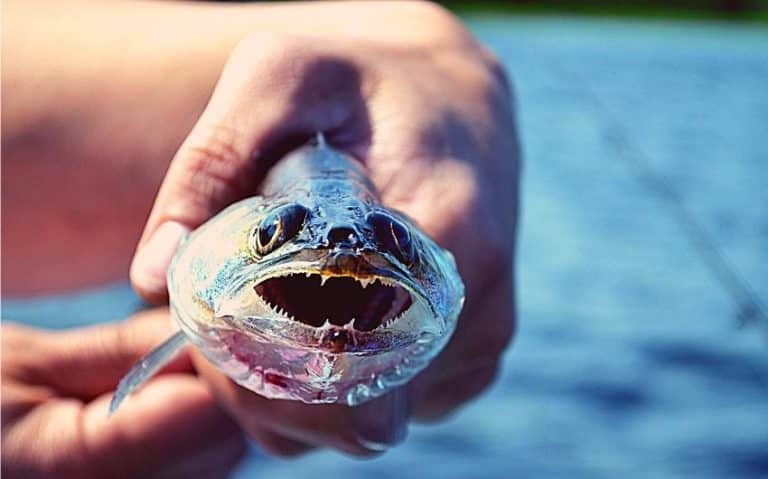 What Color Is Most Visible to a Walleye Fish! (Fact & Myth)