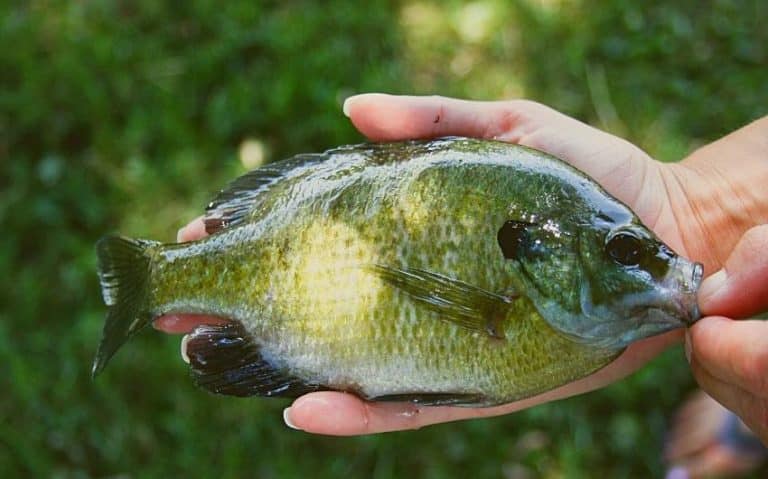 What Size Bluegill Is a Keeper! 19 Quick Answers (Must-Read)