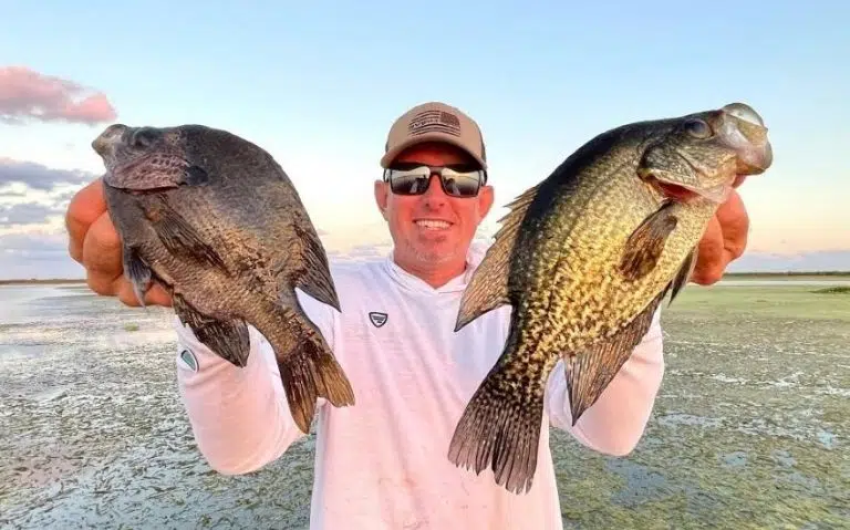 Are Crappie and Bream the Same? (Brim Fish Vs Crappie)