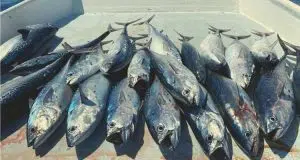 Are False Albacore Good to Eat? Whole Truth (Explained)