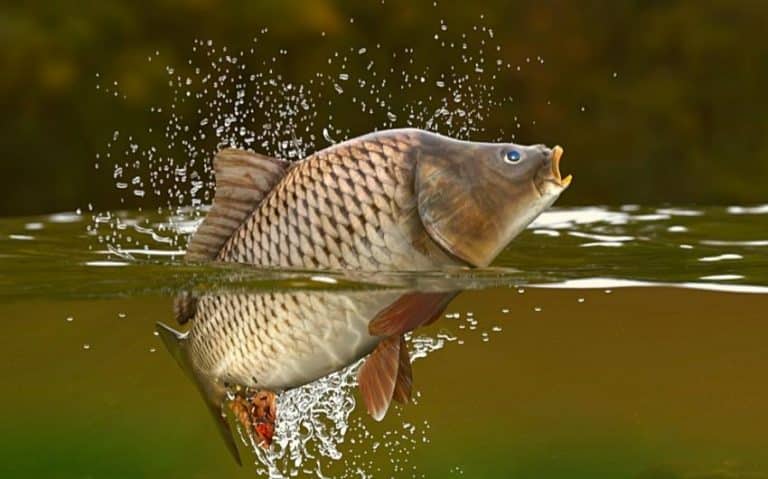 Why Do Carp Jump Out of the Water? the (Full-Answer)