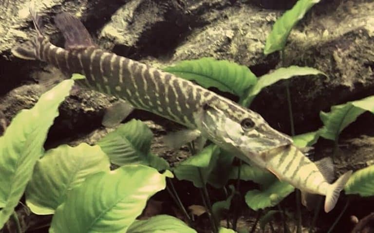 Does Pike Eat Perch? 19 Quick Answers You (Should Know)