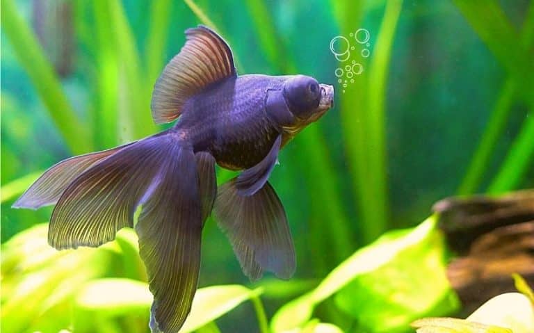 Can Fish Survive in Carbonated Water? (Myths & Facts)