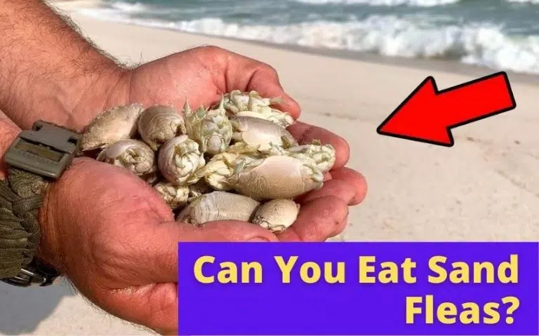 Can You Eat Sand Fleas? the Answer May (Surprise You!)