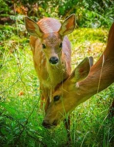 Do Deer Eat Iris Flowers? - 15 Plants Deers Won't Eat (List)