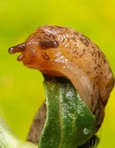 Can You Shoot Slugs Through a Modified Choke? (Yes, or No!)