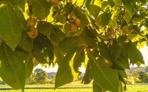 Do Deer Eat Hickory Nuts? & What Are Deer's (Favorite Nuts)