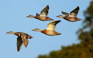 Do Ducks Fly in the Rain? Duck Hunting Rain (Ultimate Guide)