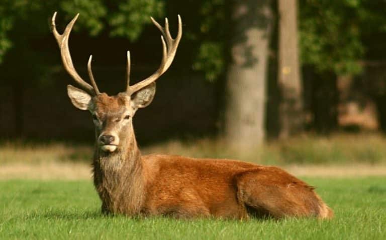 What Might an Excited Hunter with Buck Fever Do? (Solved!)