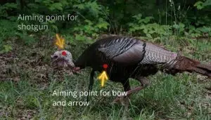 Where to Shoot a Turkey with a Bow? Shot Placement (Guide)