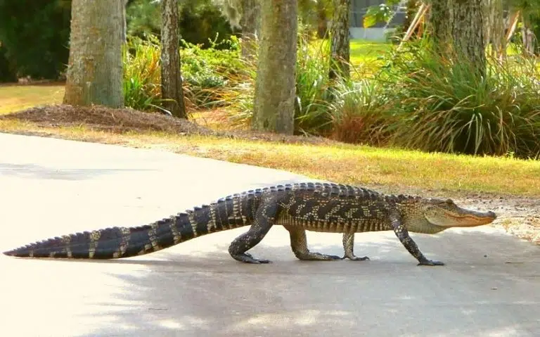 Are Alligators Faster Than Humans? - (Can Alligators Run Fast!)