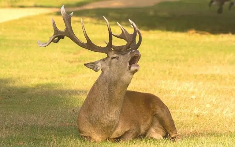 Can You Hunt Reindeer? - Successful Reindeer Hunting (Tips)