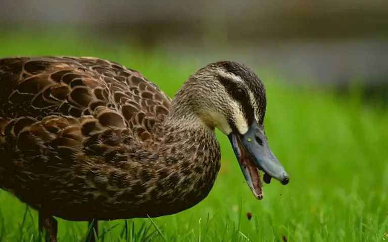 Do Ducks Have Teeth? Yes or No! & Other Things (Should Know)