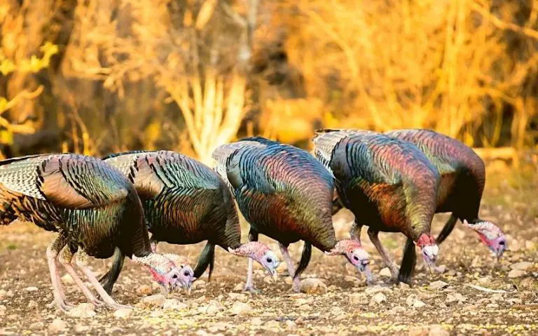 Do Wild Turkeys Eat Ticks? - Turkey & Tick Debate (Solved)