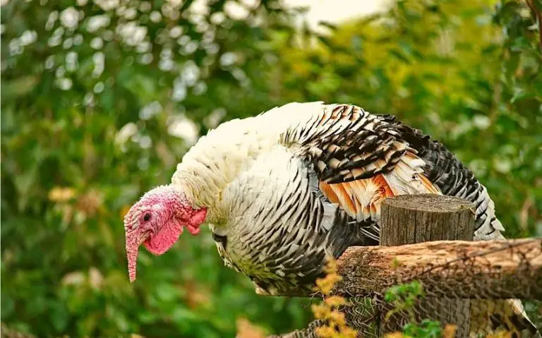 What Time Do Turkeys Come Off the Roost? (Solved & Revealed)