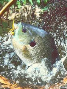 When Does Bluegill Spawn and How to Tell? (Explained)