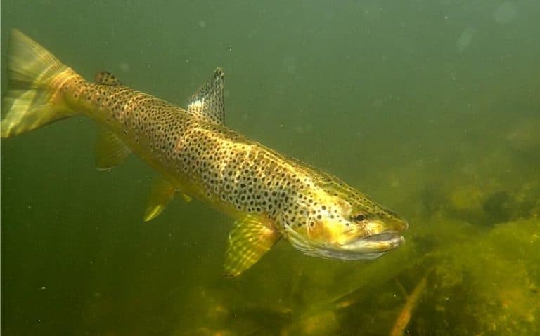 Where Do Trout Go in the Winter & Why? (5 Prime Spots)