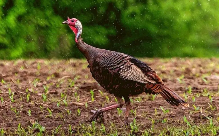 Where Do Turkeys Go When It's Windy? (Solved & Explained)