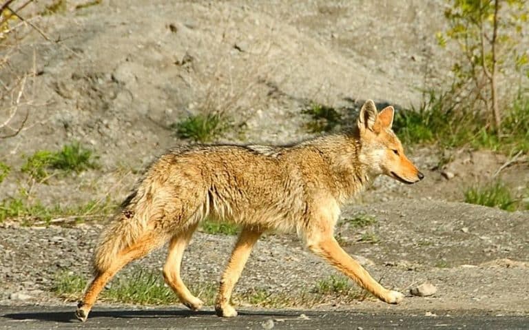 Where to Shoot a Coyote with a 22? (Proven Killing Spots)