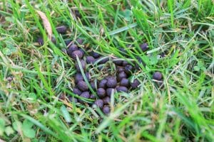 What Does Deer Poop Look Like? - Identifying Scat (Guide)