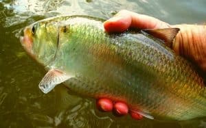 When Do Shad Spawn in Your States? A Comprehensive (List)